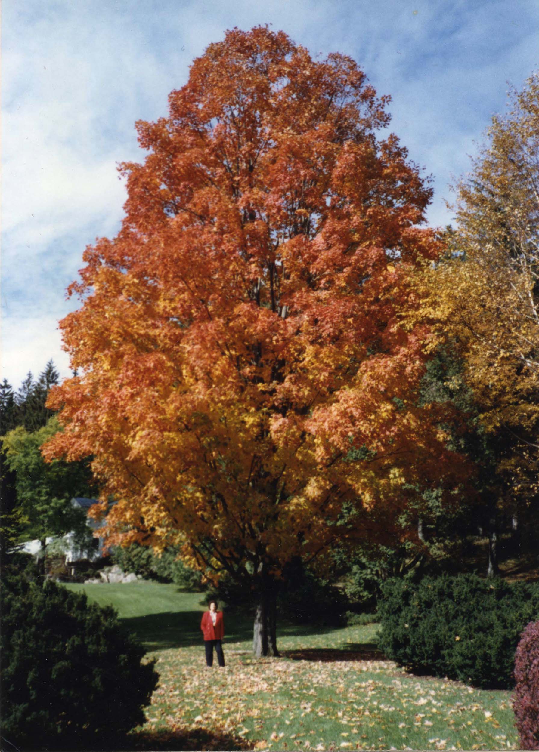 Woodstock Sugar Maple_Display - REsource