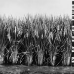 Agriculture Archives - REsource