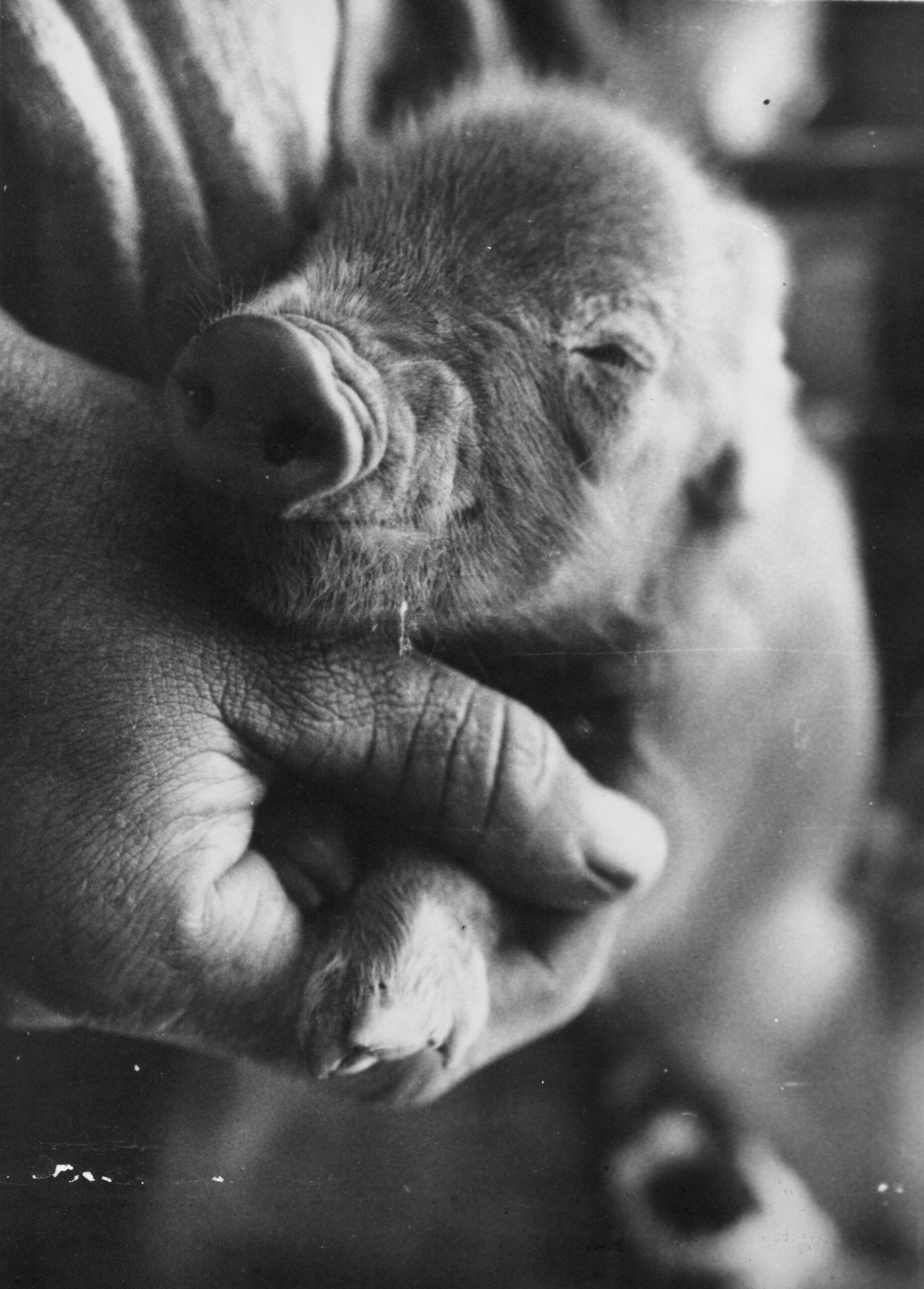 Brazil_HogFarming_piglet - REsource