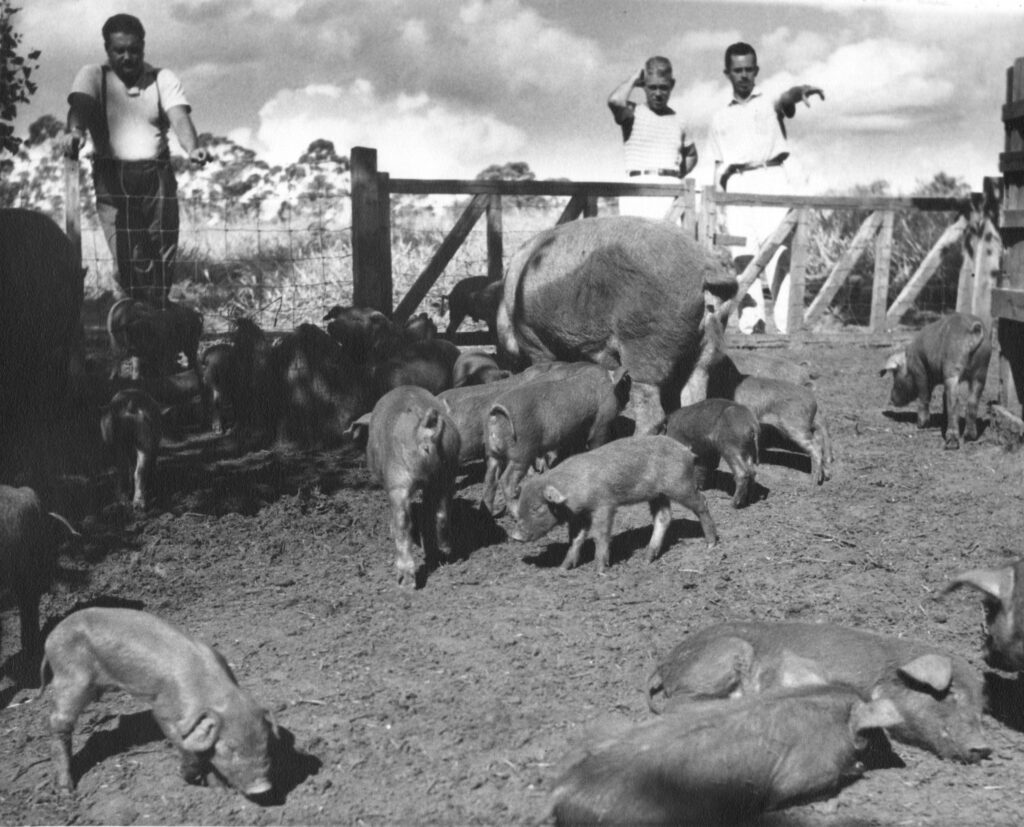Brazil_HogFarming_pigs - REsource